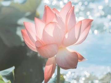 大安法师：布施就不会生病了吗? - 学佛修行网